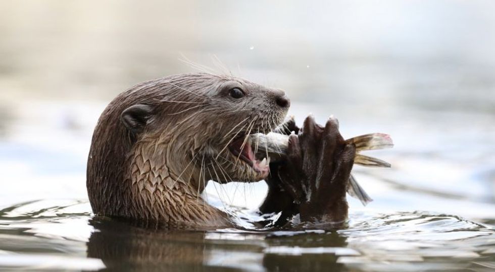 What Do Otters Eat? Which Food Do They 'Otter-ly' Love? | Kidadl