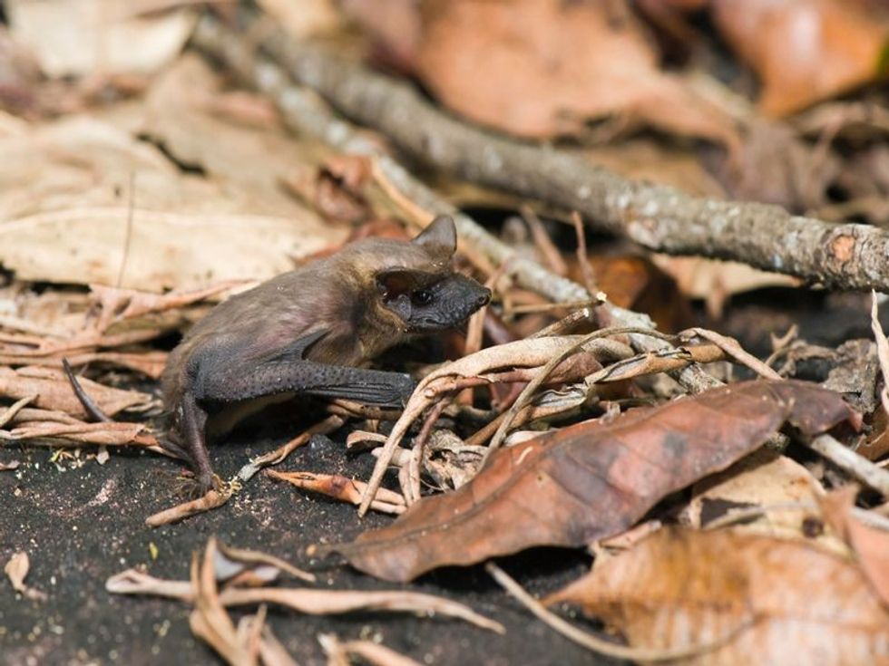 Do Bats Have Tails? Fascinating Facts You May Not Know | Kidadl