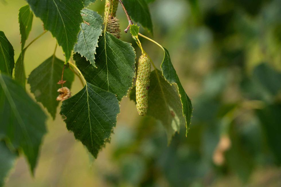 41 Birch Facts: Awesome Facts About This Hardwood Tree | Kidadl
