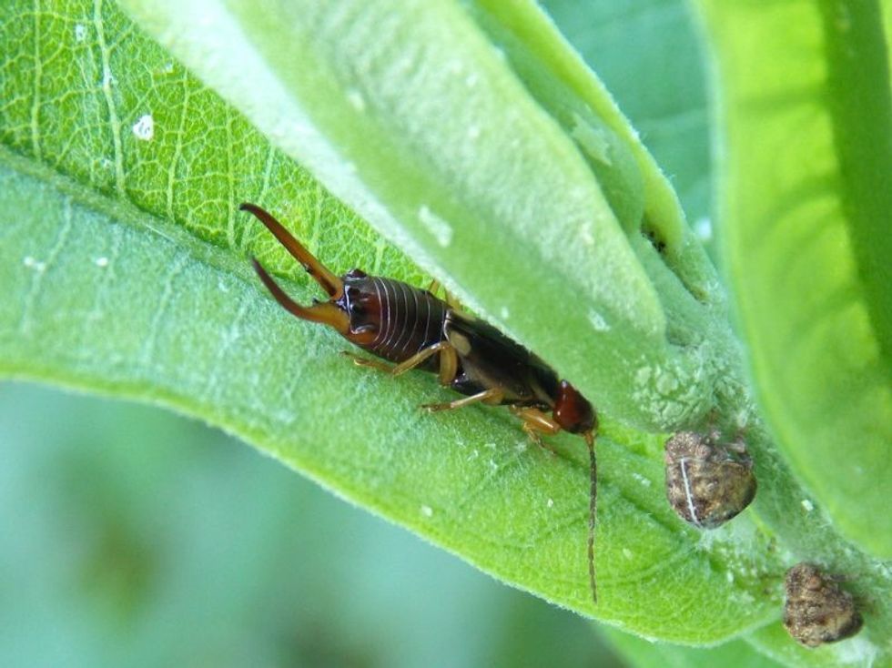 Earwig Larvae: Complete Lifecycle, Identification, And Removal | Kidadl