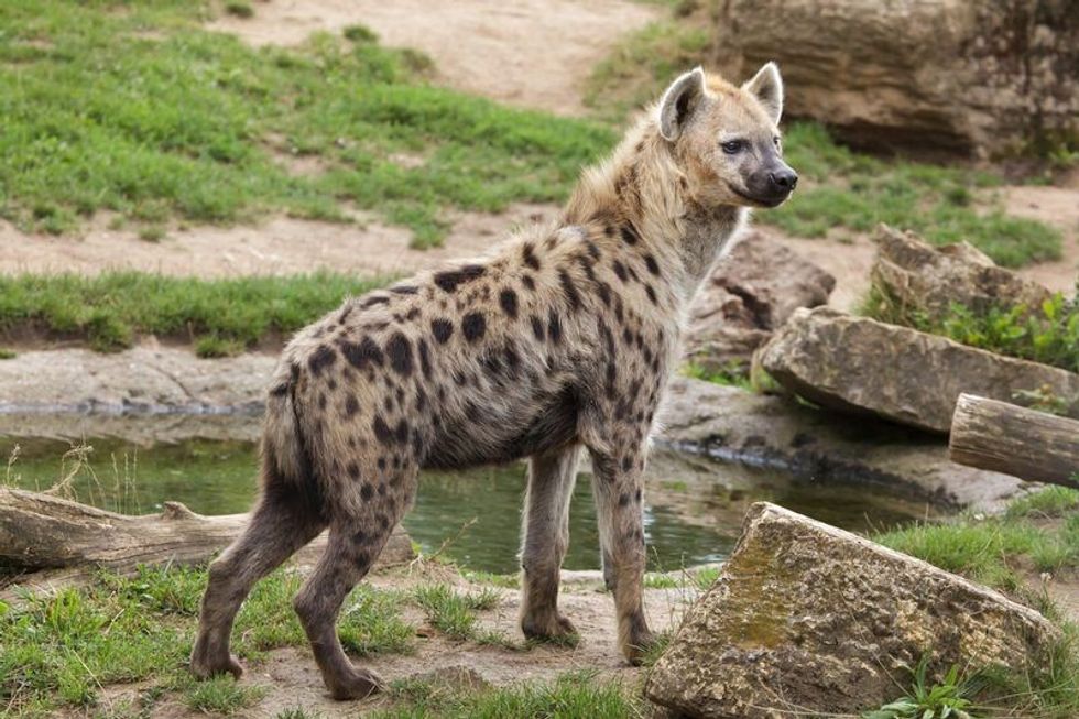 Fascinating Facts About The Hyena Tail That You Won’t Believe | Kidadl