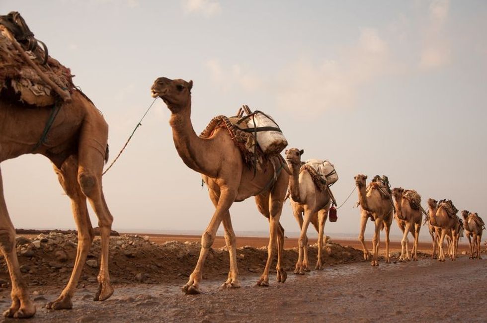 Camel Teeth: How Big Are They And What Purpose Do They Serve? | Kidadl