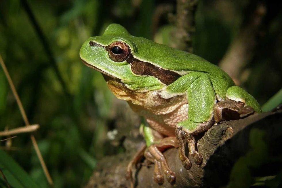 Frog Anatomy & Physiology: Learn About All Parts Of The Frog | Kidadl