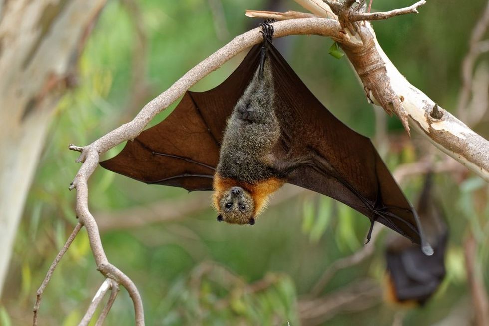 What Does Bat Poop Look Like? Is It Harmful To Humans? | Kidadl
