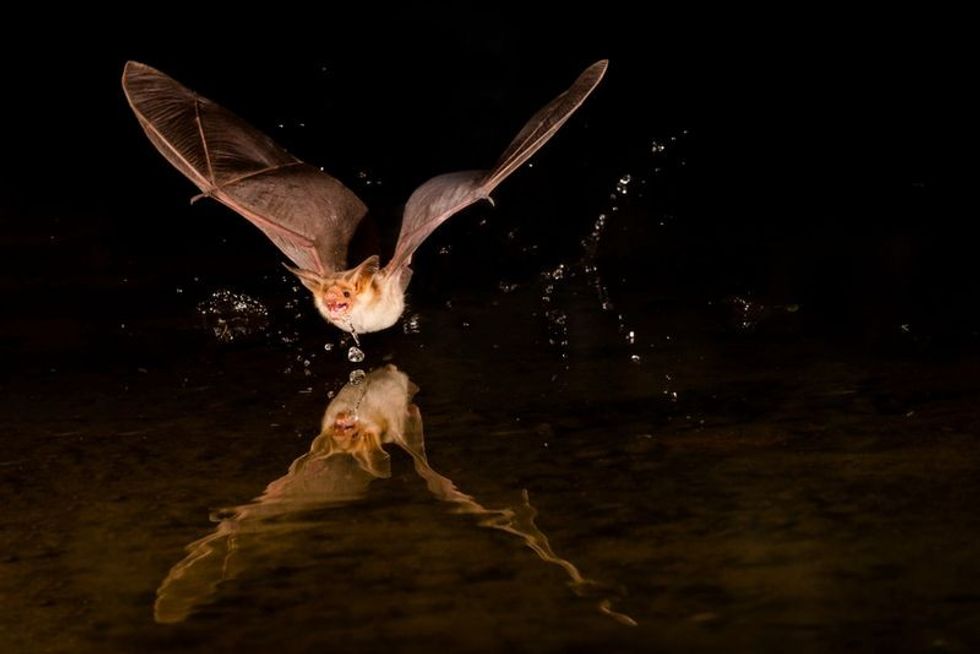 Can Bats Swim? Fascinating Facts That Will Completely 'Bat' You Away ...