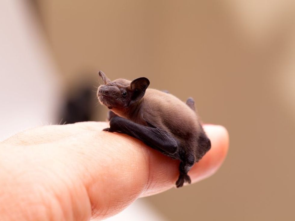 Bats As Pets: Facts You Must Know Before You Befriend These Mammals ...
