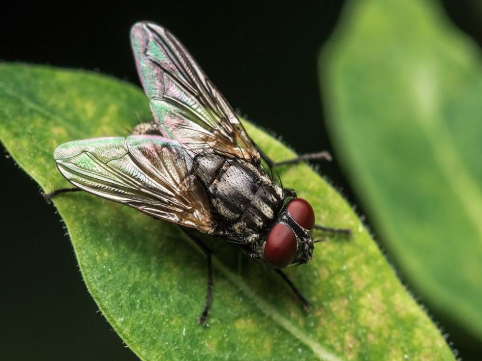 What Are Flies Attracted To? Smells, Foods, And Colors To Avoid | Kidadl