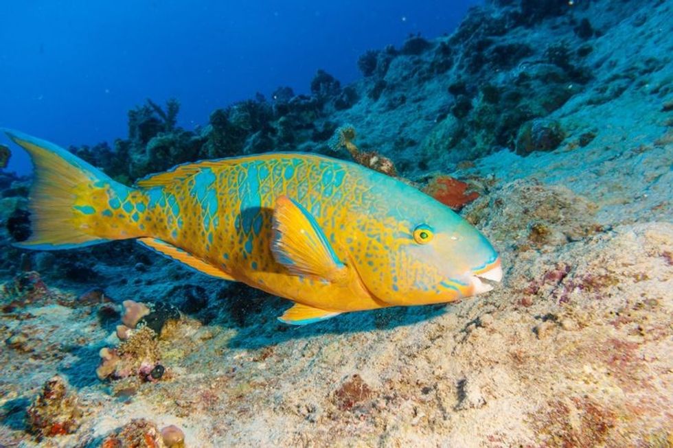 Fascinating Fish Facts: Do Fish Have Teeth? Do They Use Them? | Kidadl