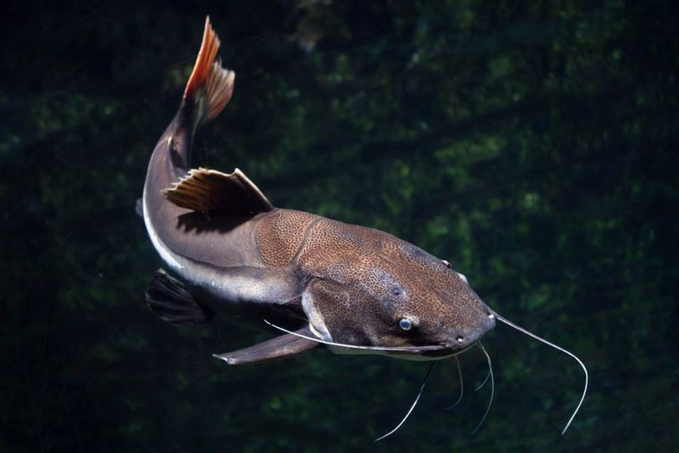 Do Catfish Have Scales? Why Do Catfish Have Such Slimy Skin? | Kidadl