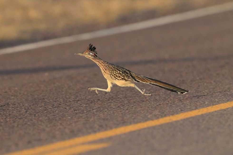 A Looney Tunes Favorite Bird: How Fast Can A Roadrunner Run? | Kidadl