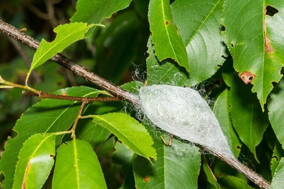 Chrysalis Vs. Cocoon: Butterfly Life Stages Explained For Kids | Kidadl