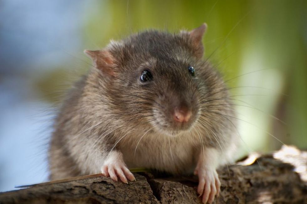 What Is A Pack Rat? Do They Make Good Pets For People? | Kidadl