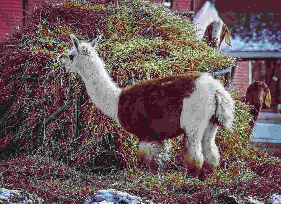 What Do Llamas Eat? Food List, Diet, Nutrition And Toxic Foods | Kidadl