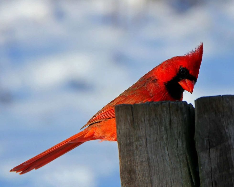 Cardinal Range Map: Where Can You Find Them And Where Do They Go? | Kidadl