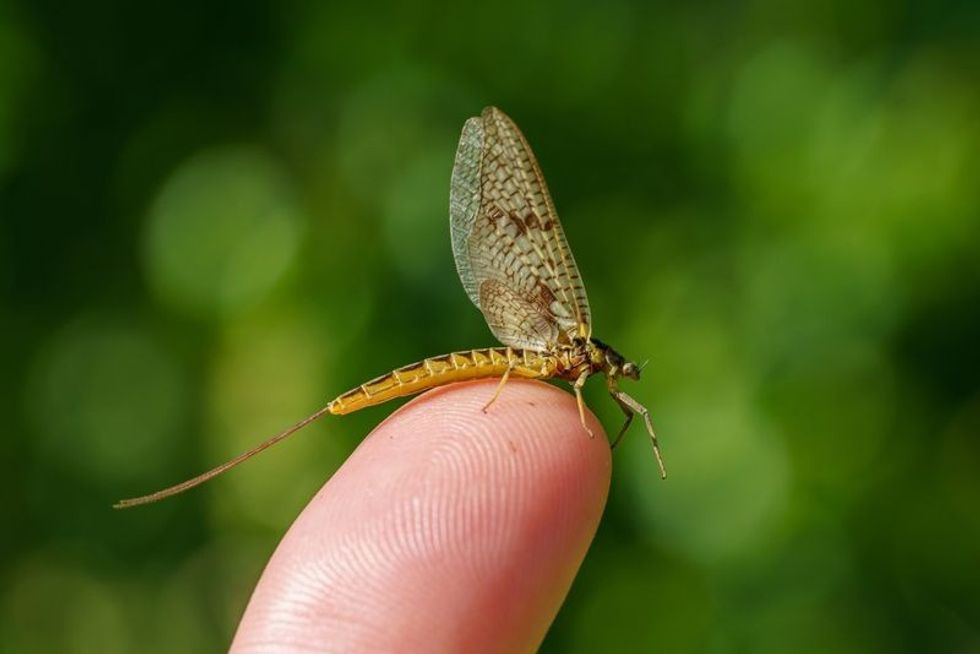 Do Mayflies Bite? Guide To Get Rid of Them Once And For All | Kidadl