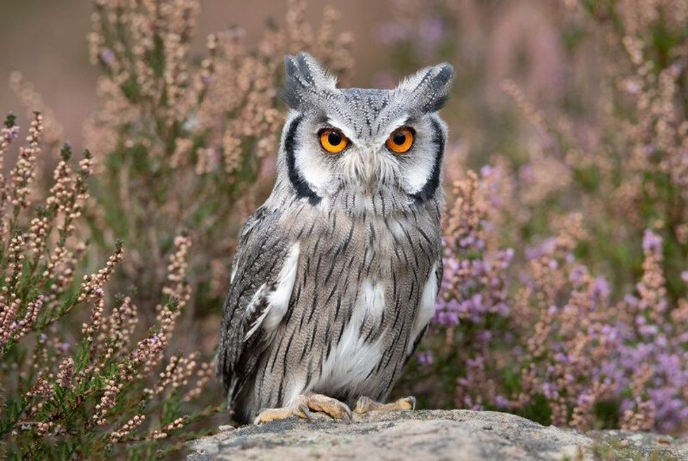 What Eats Owls? Ultimate List Of Owl Predators And Enemies | Kidadl