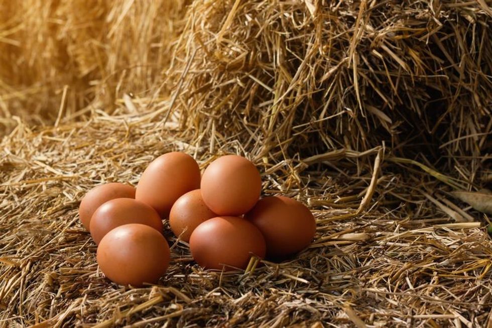 Egg Production Process Explained: Different Types & Facts For Kids | Kidadl