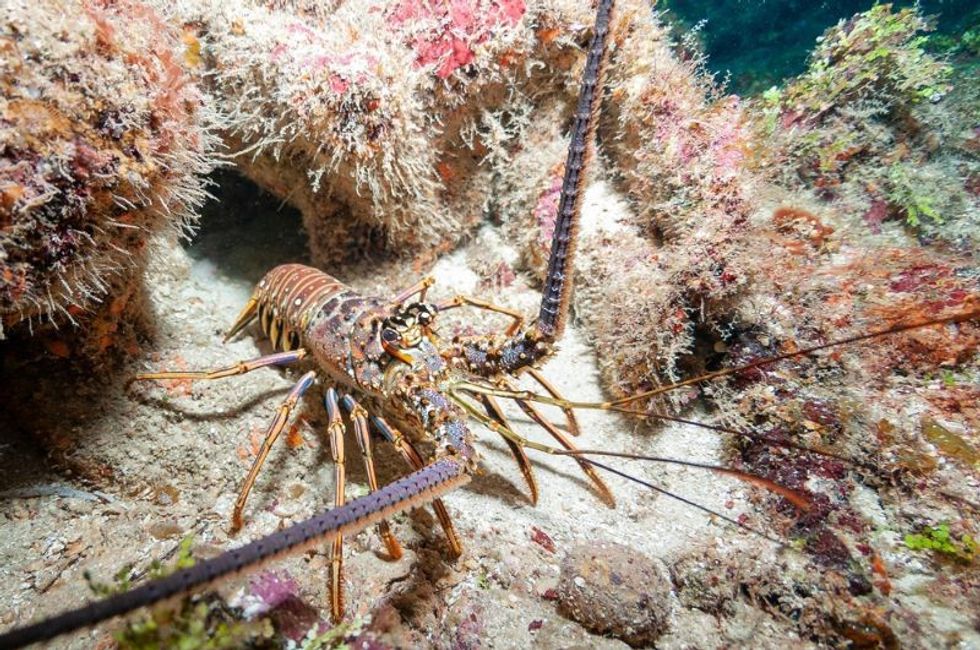 How Many Legs Does A Lobster Have? Interesting Marine Facts | Kidadl
