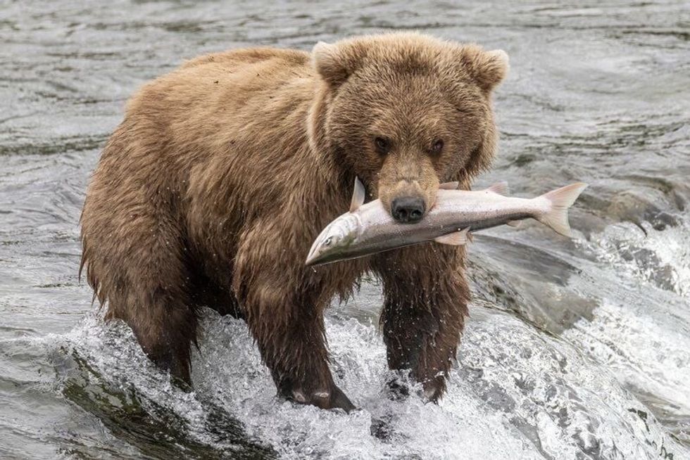 Bear Fishing Behavior: Here's How They Catch Their Prey | Kidadl