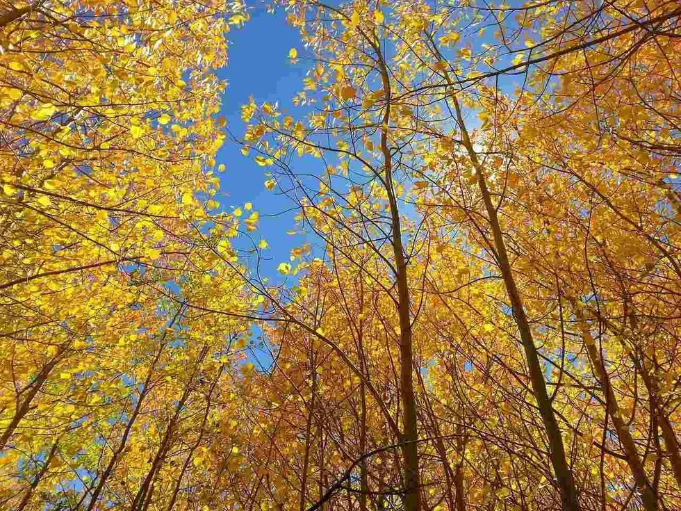 35 Aspen Tree Facts Explained For The Budding Botanist in You | Kidadl