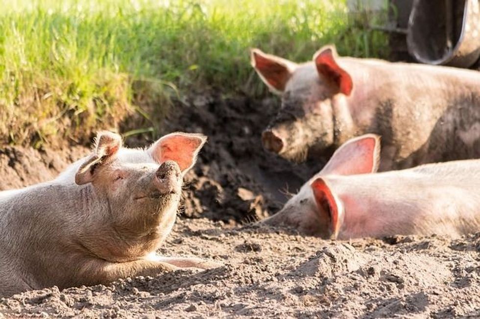 What Is A Gilt Pig And How Can You Care For Them Correctly? | Kidadl
