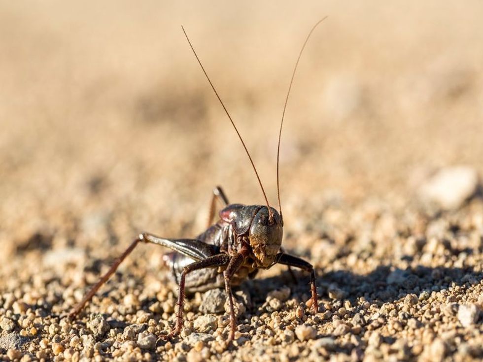 How To Raise Crickets: Complete Step By Step Guide | Kidadl