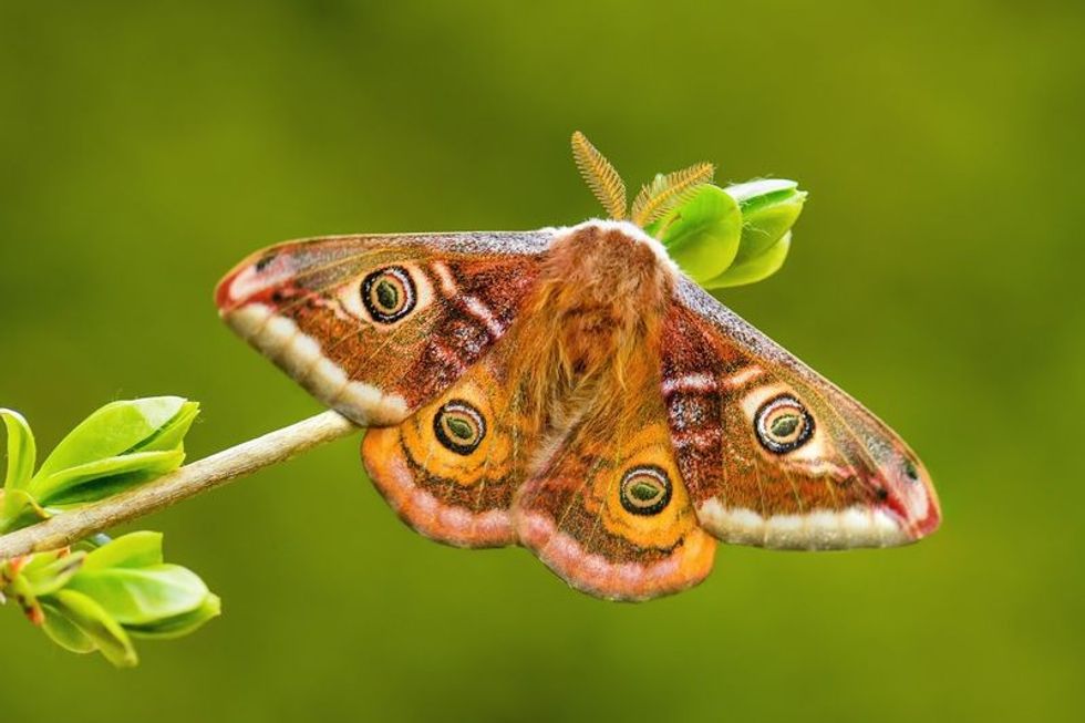 Moth Wings: What Are They Made Of And Why Shouldn't You Touch Them ...
