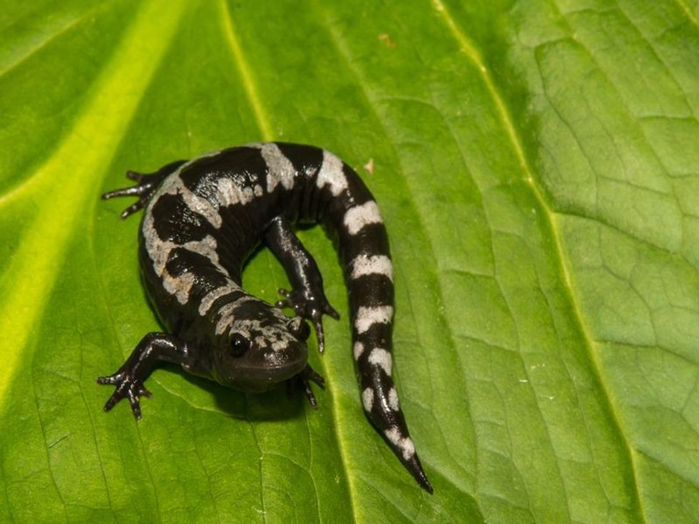 Are Salamanders Poisonous? Know The Truth About This Amphibian! | Kidadl