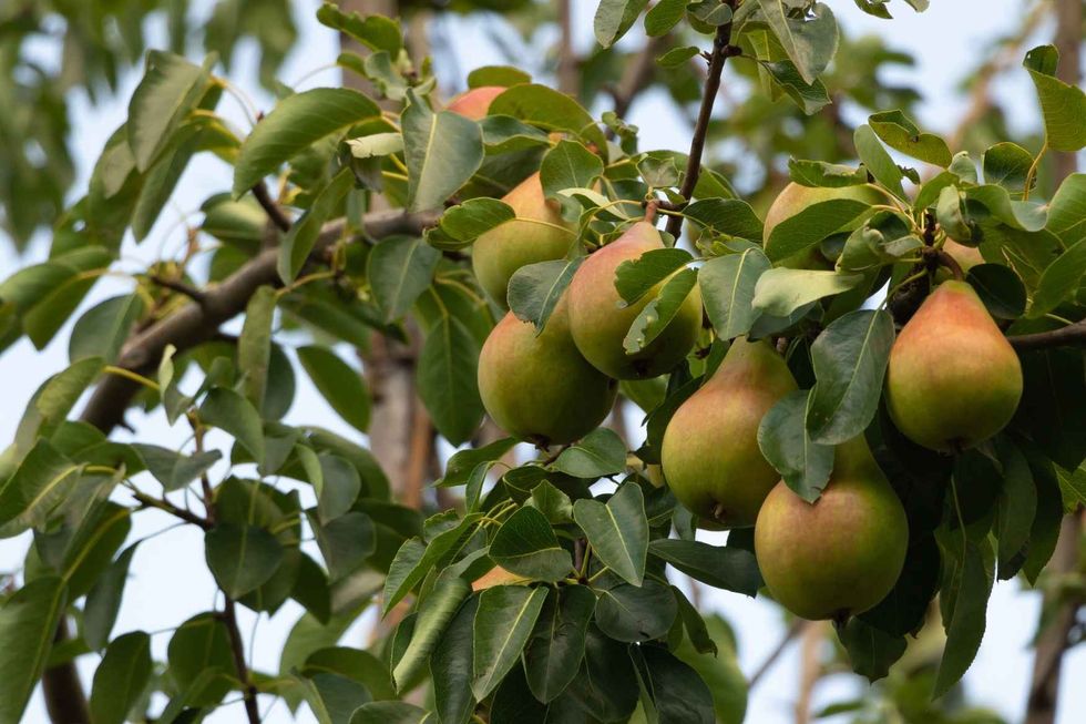 Ayers Pear Tree Facts: Learn More About This Full Sun Tree! | Kidadl