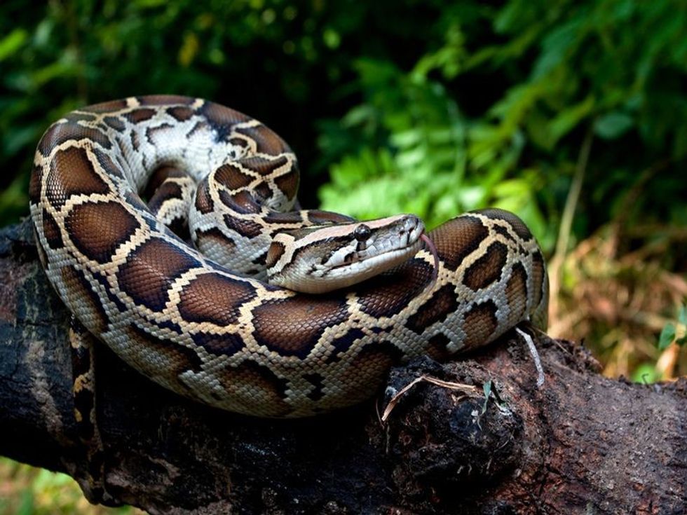 Are Pythons Venomous? Sssurprising Facts That You May Not Know | Kidadl