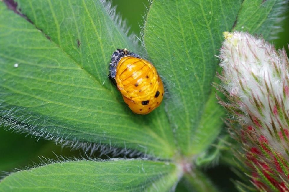Do Insects Have Hearts? Differences Between Human And Insect Anatomy ...