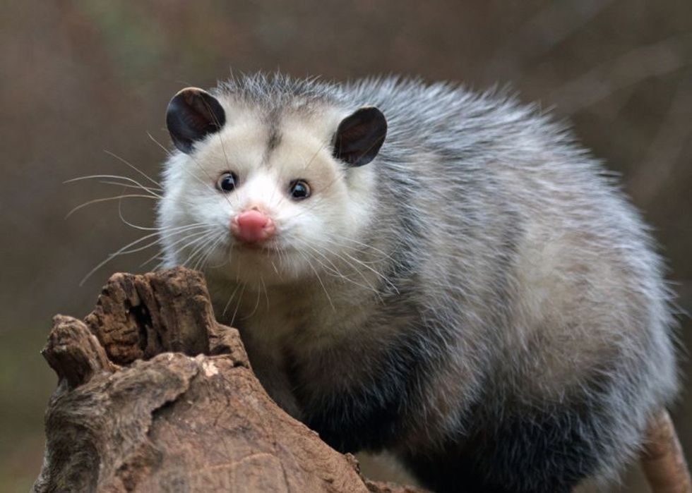 What Does A Possum Look Like? Learn About The Appearance | Kidadl