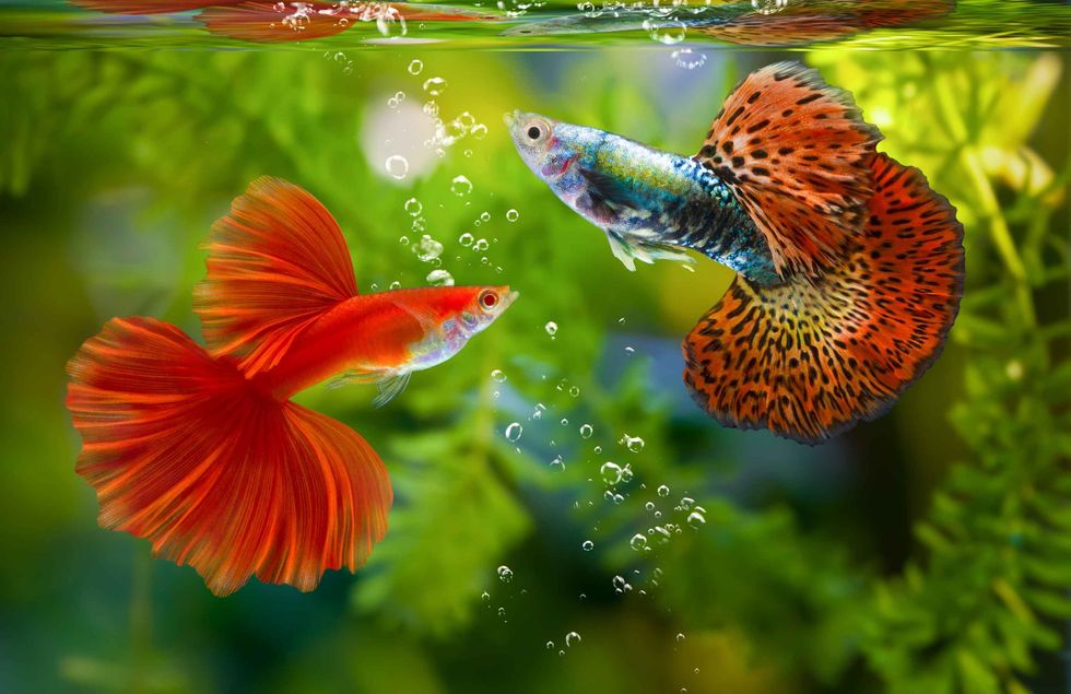 How Do Fish Reproduce? Fin-tastic Fish Breeding Facts For Curious Kids ...