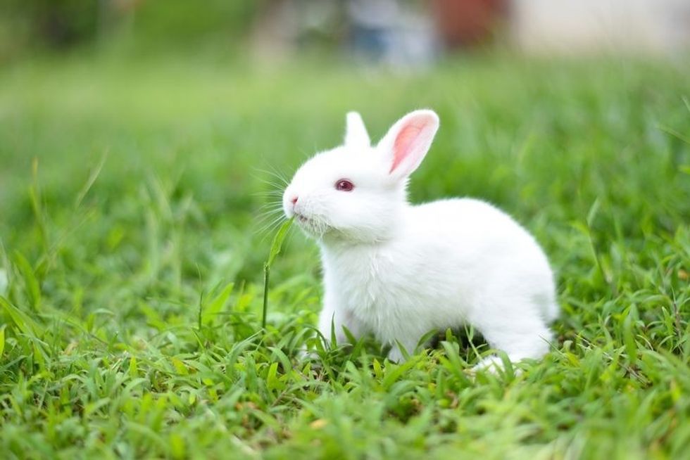 What Is A Baby Rabbit Called? Interesting Facts You May Not Know | Kidadl