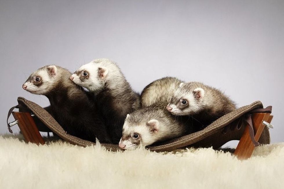 What Is A Group Of Ferrets Called? Are Ferrets Friendly? | Kidadl