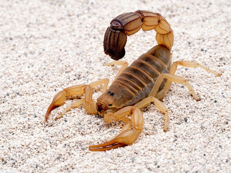 How Many Legs Does A Scorpion Have? Surprising Facts For Kidsf | Kidadl