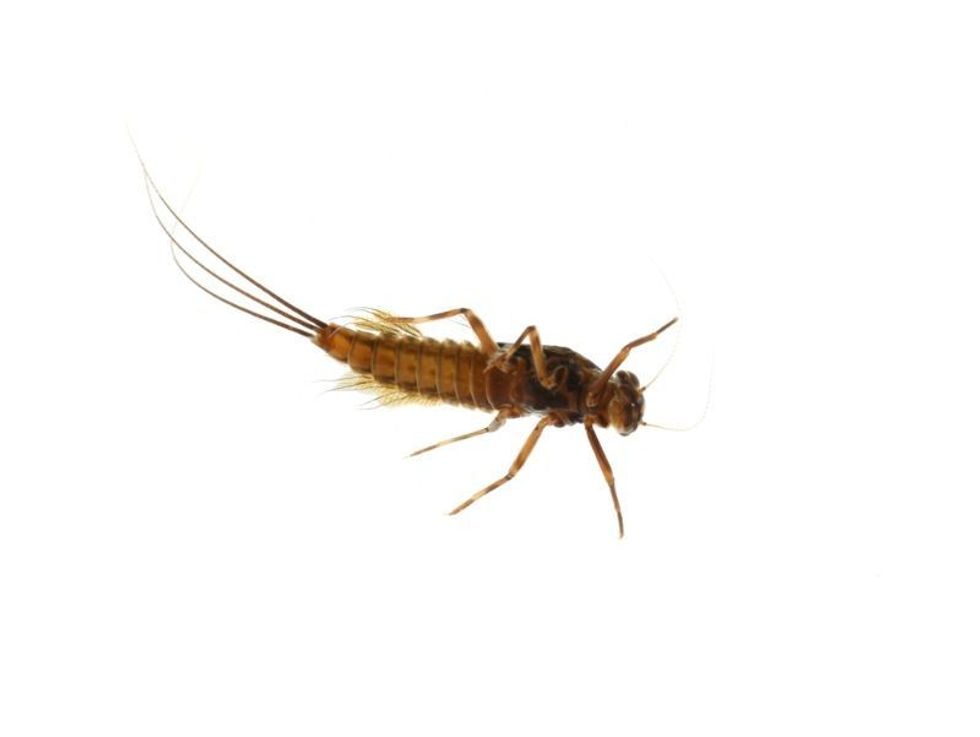 Mayfly Larvae: Complete Information Guide And Interesting Facts | Kidadl