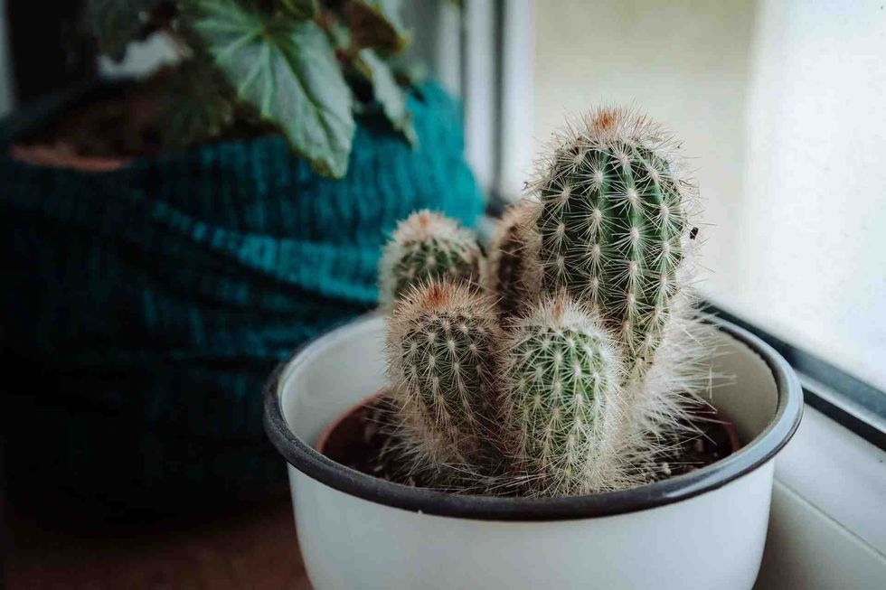 How Do Cacti Get Water? Know How Your Cactus Plants Survive! | Kidadl