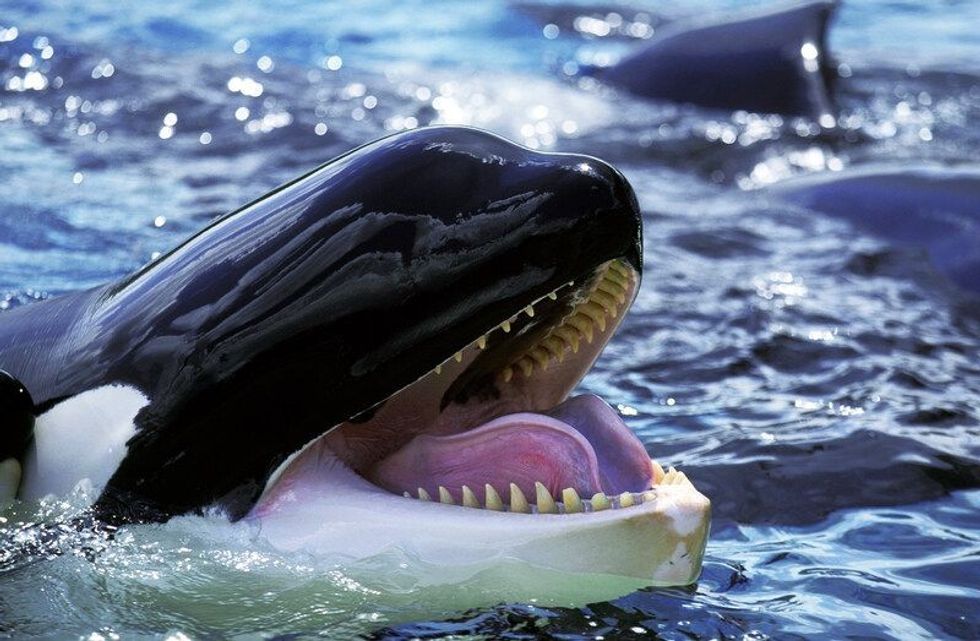 Orca Bite Force: Deep Diving Into The Dangerous Orca's Adaptations | Kidadl