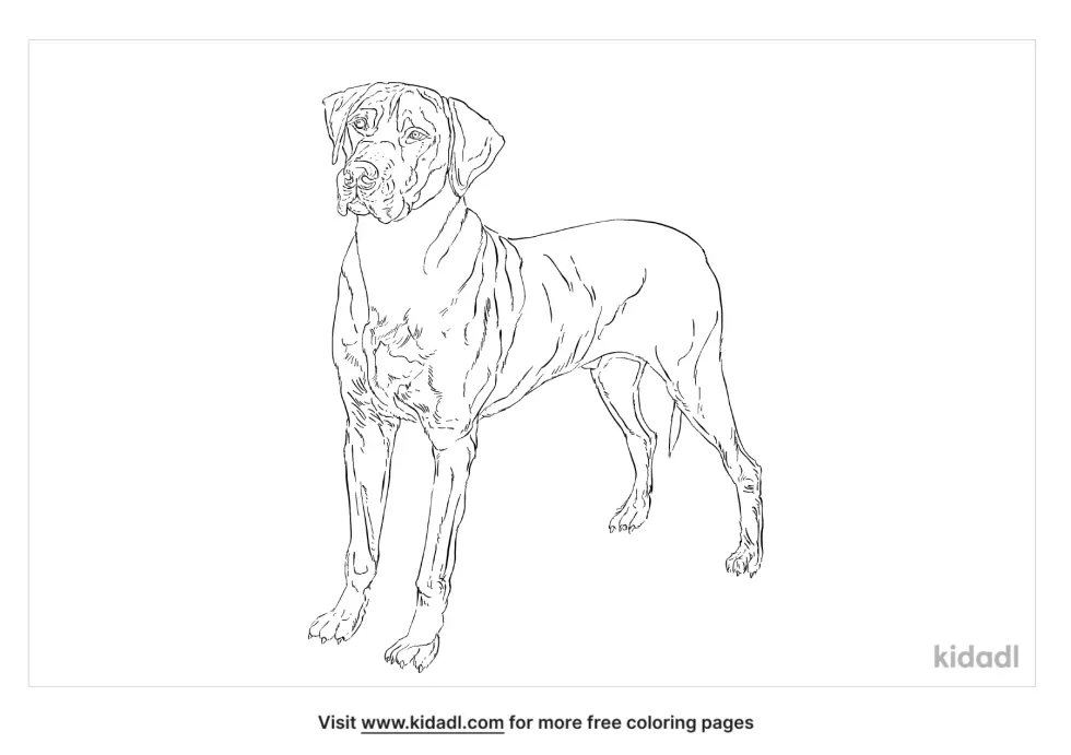 Rhodesian Ridgeback Coloring Page | Kidadl