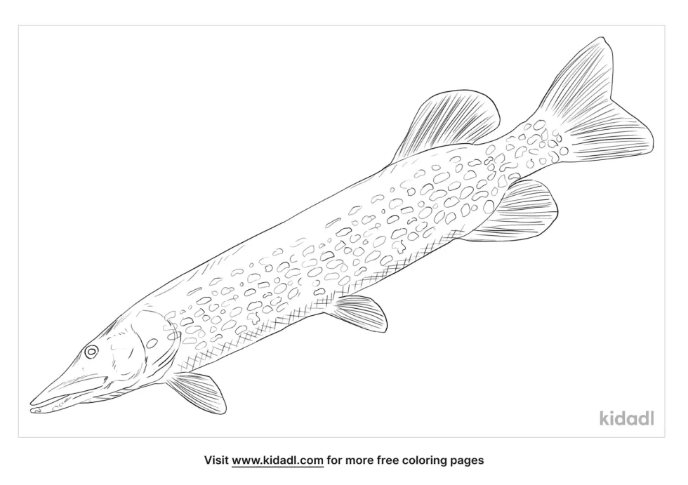 Pike Coloring Page | Kidadl