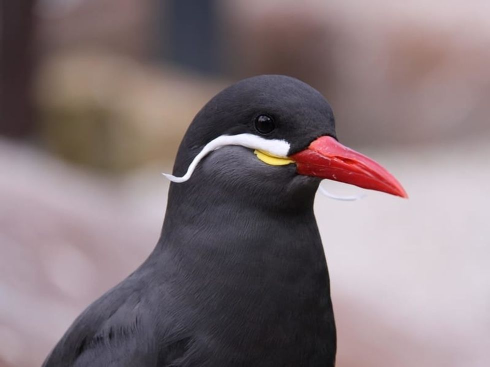 Fun Inca Tern Facts For Kids | Kidadl