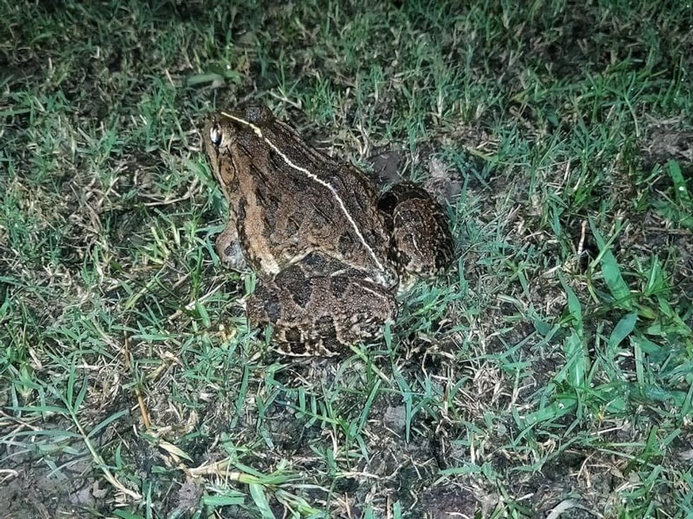 Fun Indian Bullfrog Facts For Kids | Kidadl