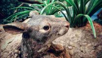 Fun Banner-tailed Kangaroo Rat Facts For Kids | Kidadl