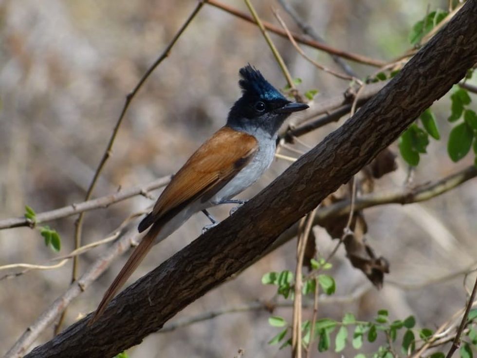 Fun Japanese Paradise Flycatcher Facts For Kids | Kidadl