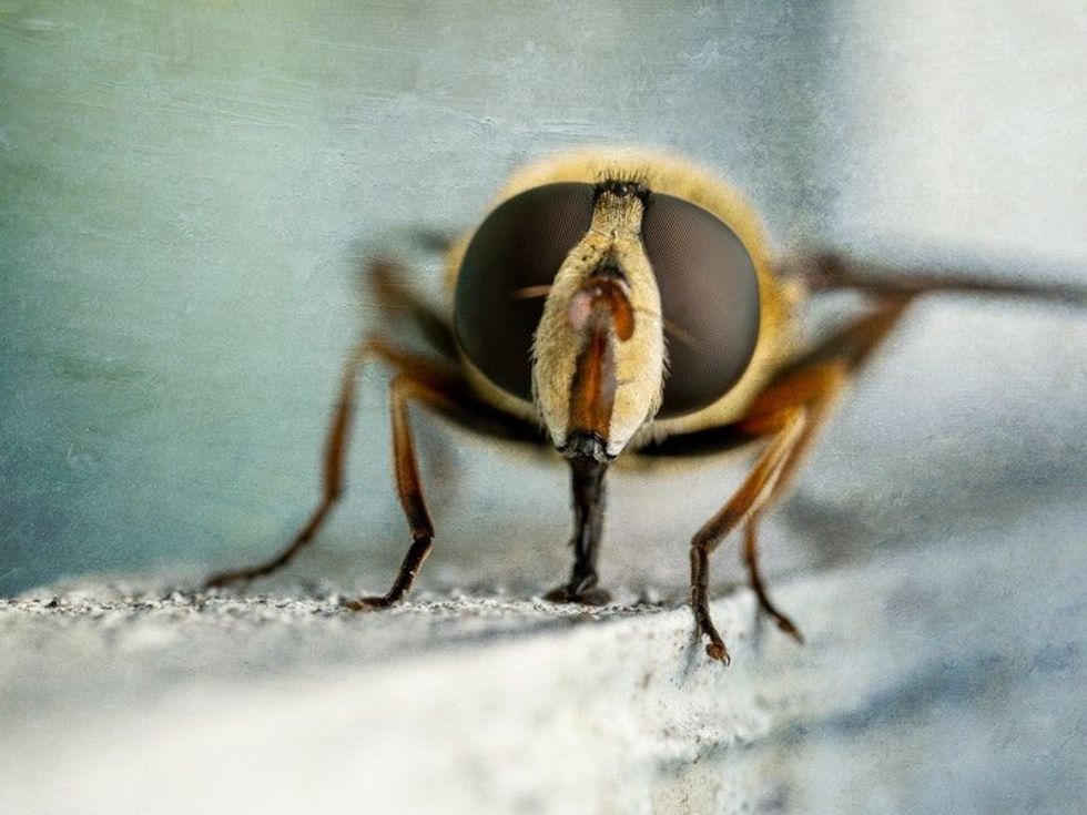 Fun Kelp Fly Facts For Kids | Kidadl