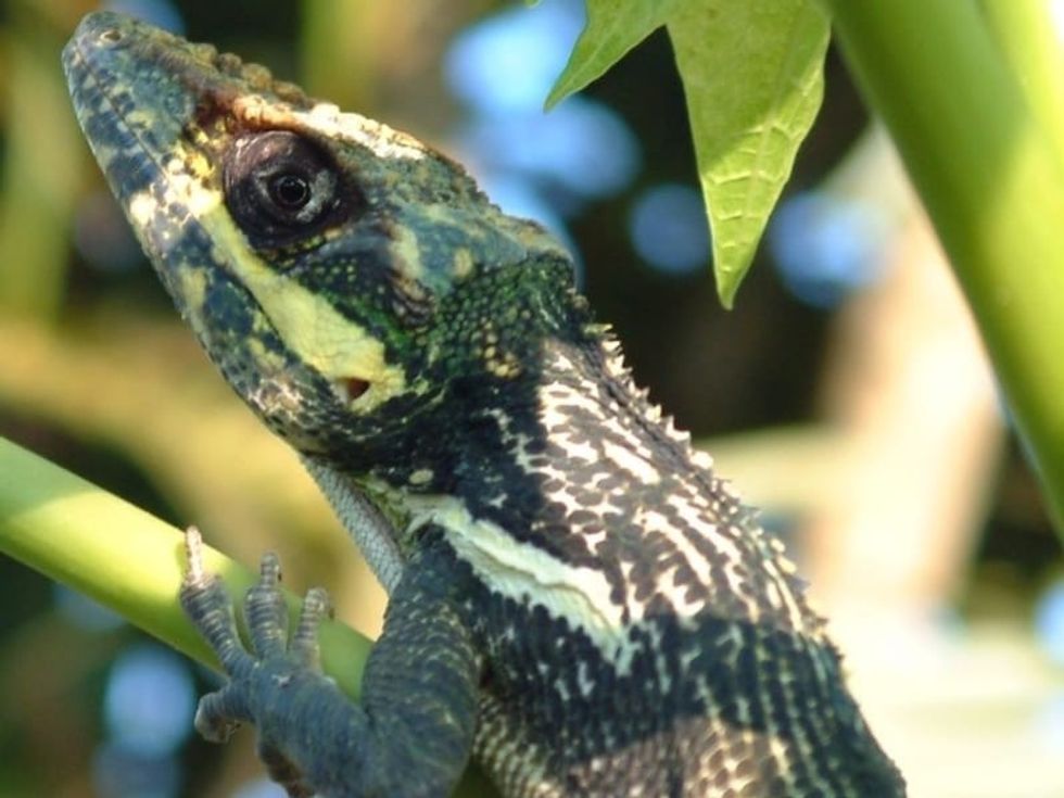 Fun Knight Anole Facts For Kids | Kidadl