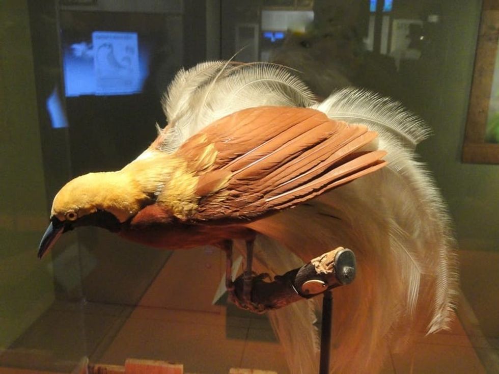 Fun Lesser Bird Of Paradise Facts For Kids | Kidadl