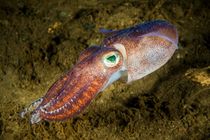 How Many Arms Does A Squid Have? Learn About Their Tentacles | Kidadl