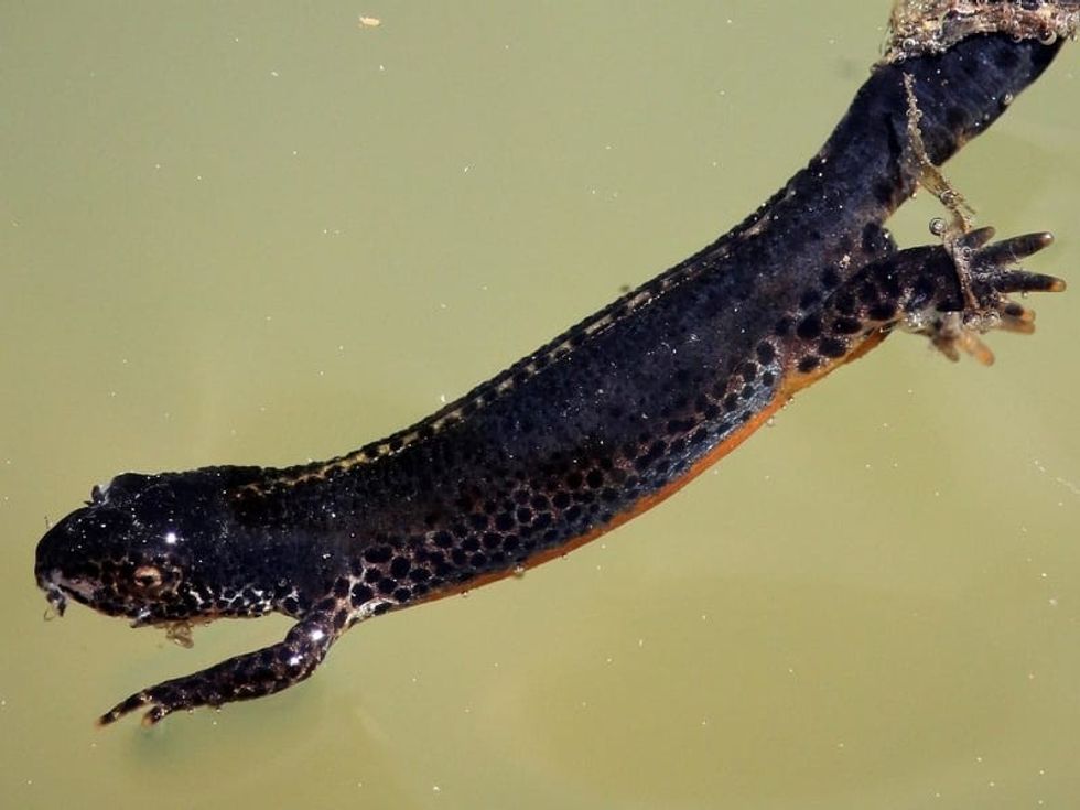 Fun Lesser Siren Facts For Kids | Kidadl